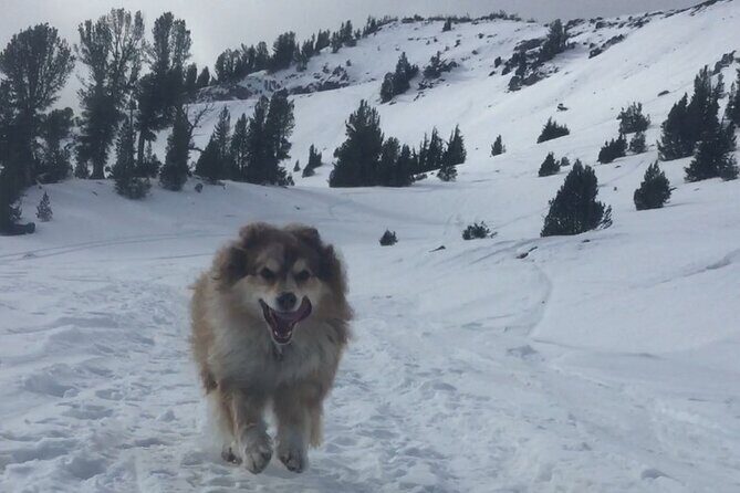 Guided Snowshoe Experience in Lake Tahoe - Key Points