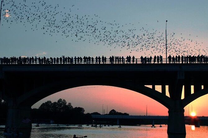 Guided Sunset Bat Kayak Tour in Austin - The Sum Up