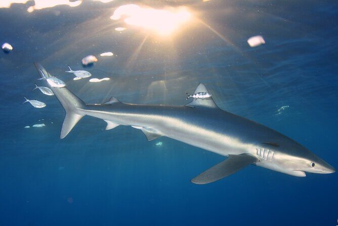Guided Swimming Experience with Sharks in Portugal - Discovering Faial Island’s Shark Encounter