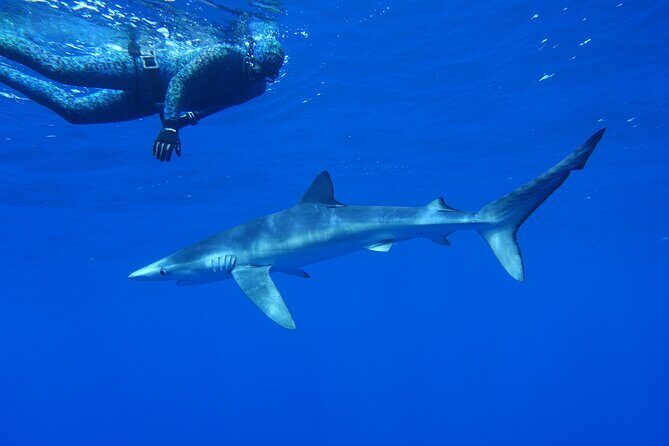 Guided Swimming Experience with Sharks in Portugal - The Experience’s Strengths