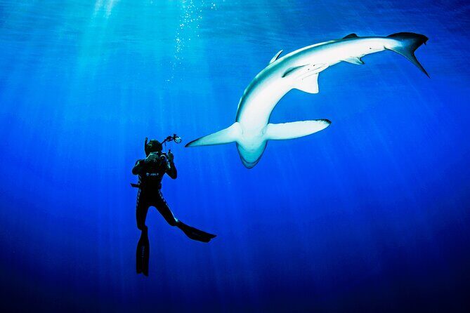 Guided Swimming Experience with Sharks in Portugal - Summing Up: Who Is This Tour Best For?