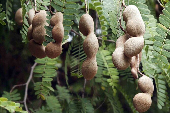 Guided Tasting of 15+ Tropical Fruits in Playa del Carmen - In-Depth Review and Analysis