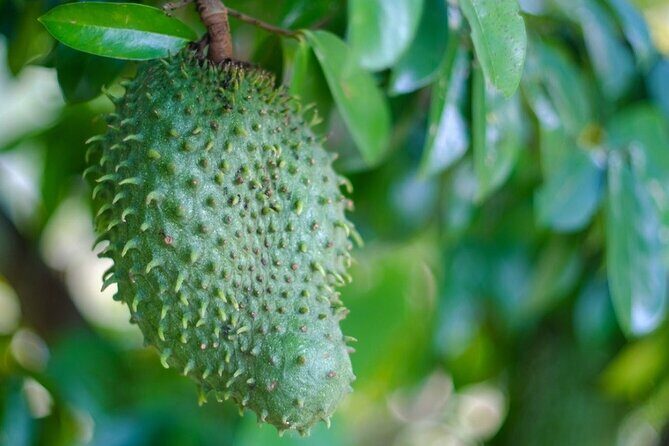 Guided Tasting of 15+ Tropical Fruits in Playa del Carmen - Who Will Love This Tour?
