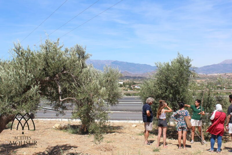Guided tour and oil tasting at the Aceites Molisur factory - Key Points