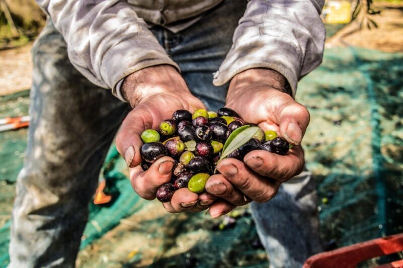 Guided tour and oil tasting at the Aceites Molisur factory - Why This Tour Offers Good Value