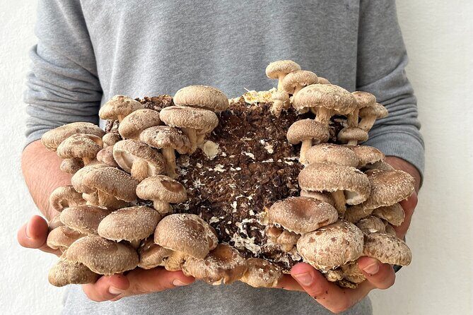 Guided tour and tasting in mushroom cultivation - Delving into the Details: What to Expect from This Menorca Mushroom Tour