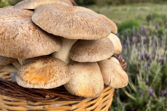 Guided tour and tasting in mushroom cultivation - FAQs