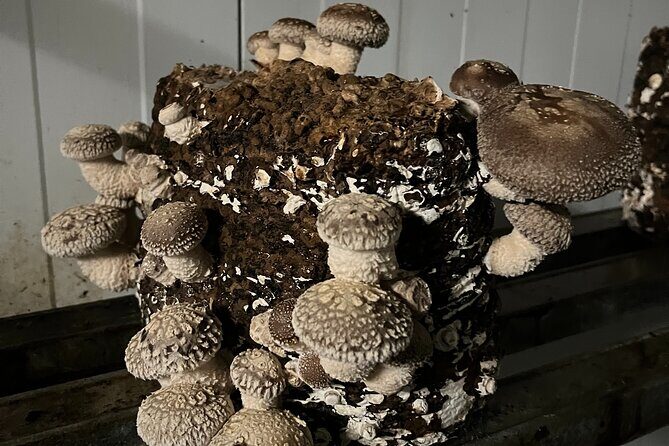 Guided tour and tasting in mushroom cultivation - Final Words