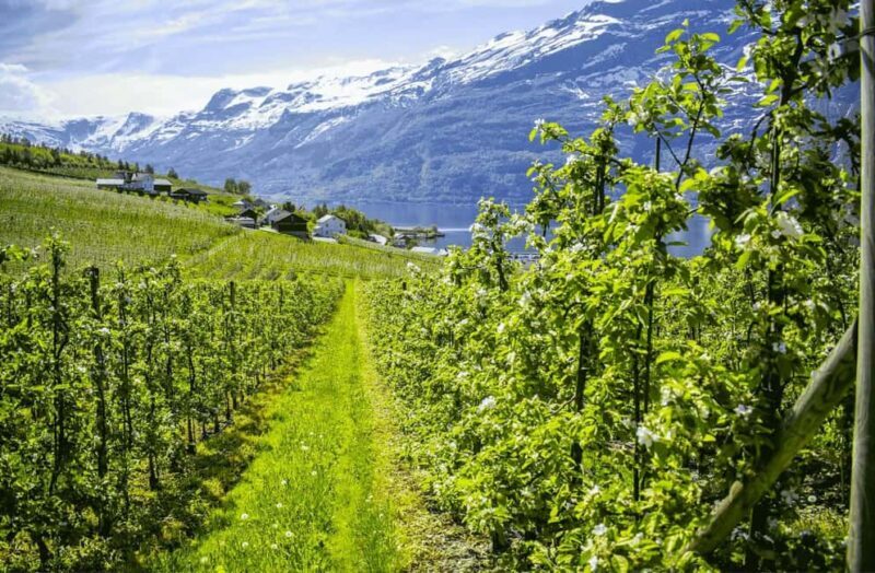 Guided tour: Hardangerfjord, Waterfalls and Ferry crossing - An In-Depth Look at the Hardangerfjord Waterfalls and Ferry Crossing Tour