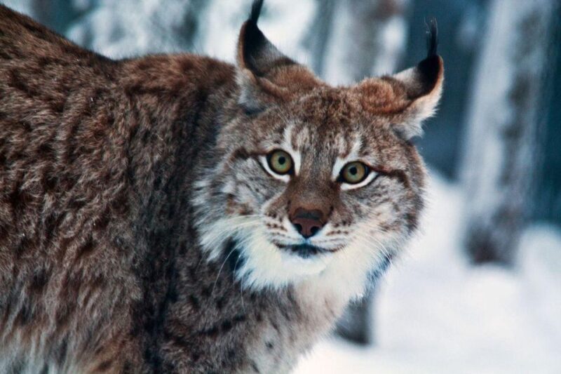 Guided tour in Ranua zoo with transfer - Exploring the Arctic at Ranua Zoo: A Practical Review