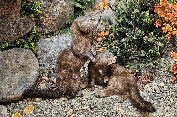 Guided Tour in Wildlife Gallery - Practical Tips for Visitors