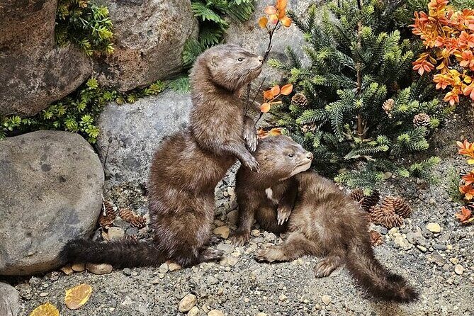 Guided Tour in Wildlife Gallery - The Sum Up