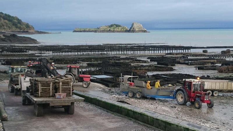 Guided tour of Cancale's oyster beds - An Authentic Taste of Cancale’s Oyster Culture