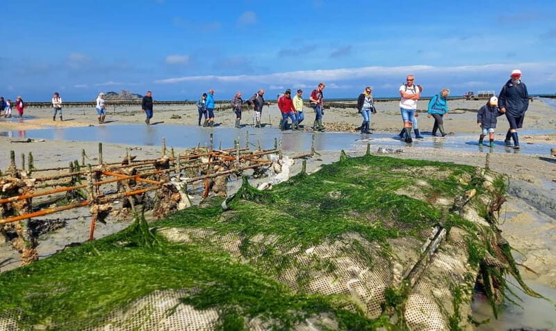 Guided tour of Cancale's oyster beds - What Real Travelers Say