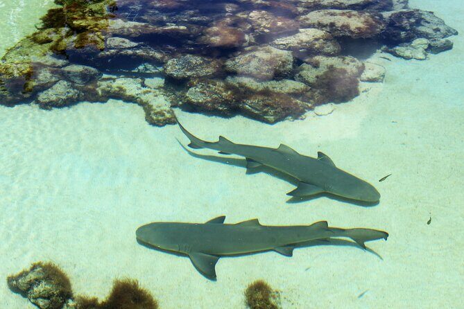 Guided Tour of Coral World Ocean Park & Happy Hour - Introduction