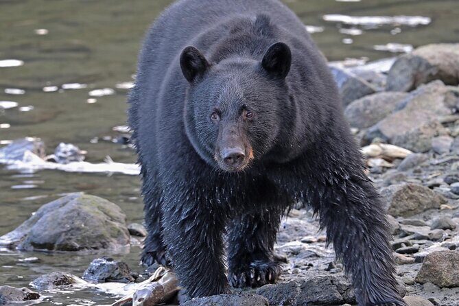 Guided Tour of Ketchikans Top Attractions - Wildlife Watching at Herring Cove