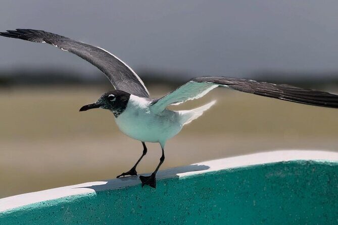 Guided Tour Of Las Coloradas, Rio Lagartos And See Crocodiles - Final Thoughts