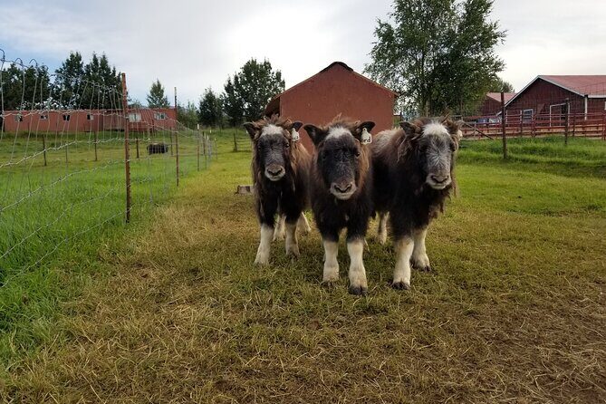 Guided Tour of Musk Ox Farm & Scenic Drive from Anchorage - An In-Depth Look at What to Expect