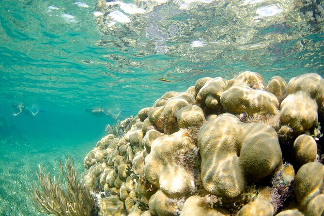 Guided Tour of Puerto Morelos Reefs with Snorkeling Experience - Final Thoughts