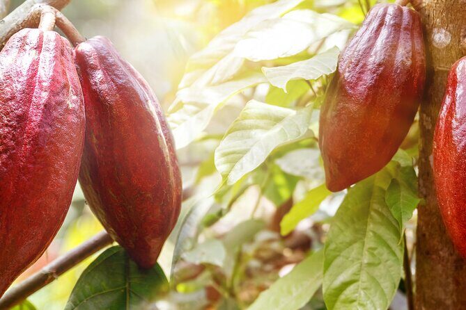 Guided tour of the Artisan Chocolate Factory in Tuscany - Final Thoughts on the Tour