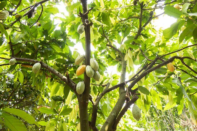 Guided tour of the Artisan Chocolate Factory in Tuscany - FAQs