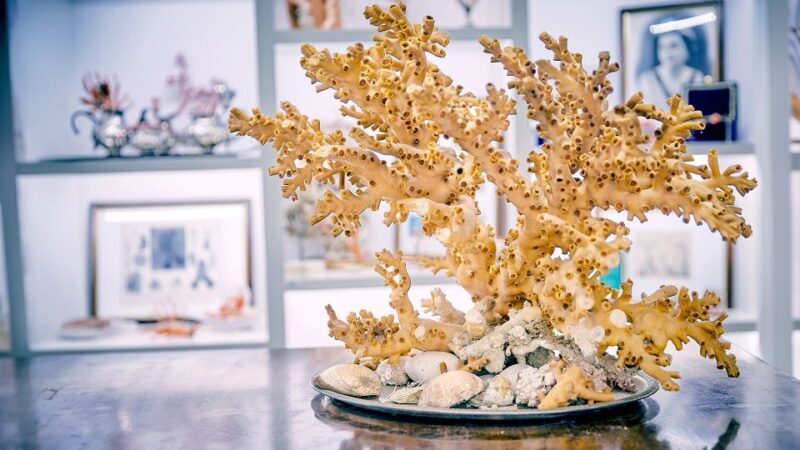 Guided tour of the coral museum in Sciacca - Introduction: A Dive into Sciacca’s Coral Heritage