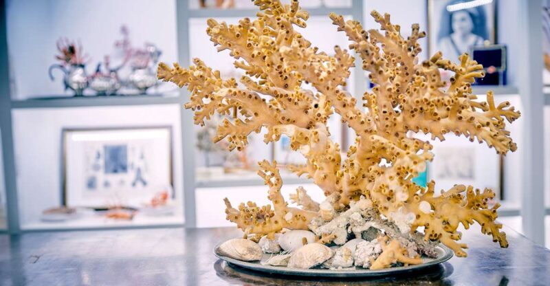 Guided tour of the coral museum in Sciacca - What to Expect: A Layered Experience in a Short Time