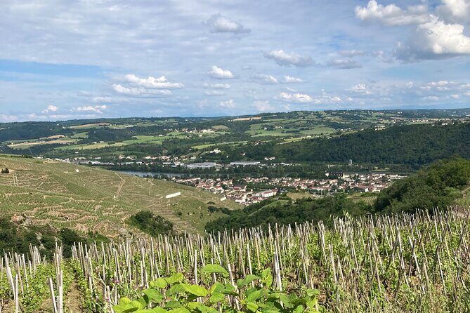 Guided Tour of the Coteaux Côte Rôtie for Parents and Children Duos - The Value and the Price