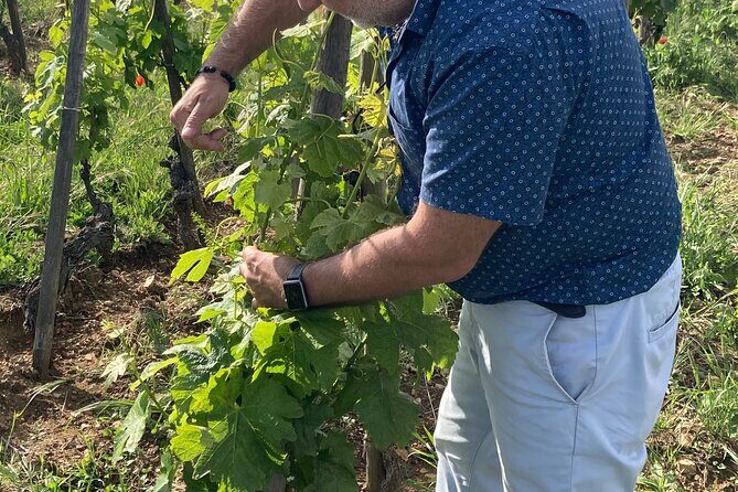 Guided Tour of the Coteaux Côte Rôtie for Parents and Children Duos - Practical Considerations