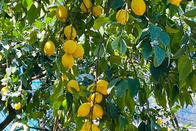 Guided tour of the history and tradition of the Sorrento lemon - A Close Look at the Tour Itinerary and What You Can Expect