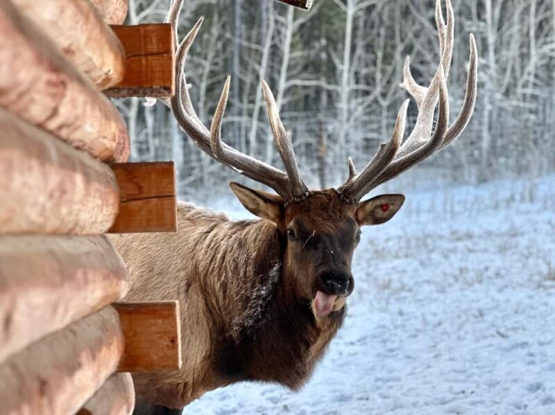 Guided Tour of the Yukon Wildlife Preserve - Final Thoughts