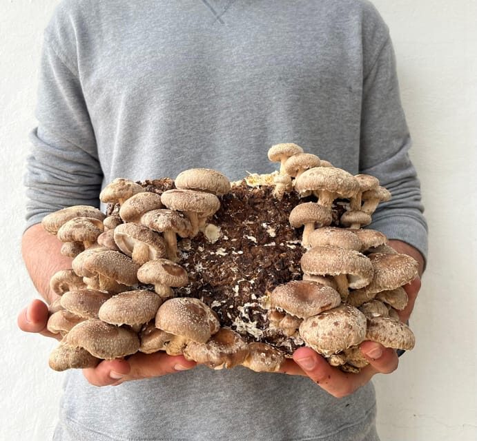 GUIDED TOUR + TASTE IN A MUSHROOM FARM - Practical Tips for Visitors