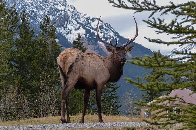 Guided Tour to Banff Highlights & Wildlife With Gondola Admission - Key Points