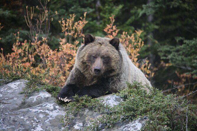Guided Tour to Banff Highlights & Wildlife With Gondola Admission - An In-Depth Look at the Banff Highlights & Wildlife Tour