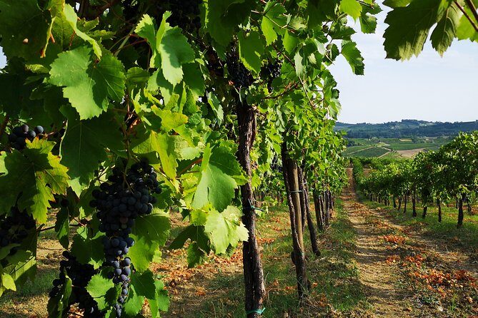 Guided tour with wine tasting - Experience a Guided Wine Tour in Lombardy: Authentic, Informative, and Delicious