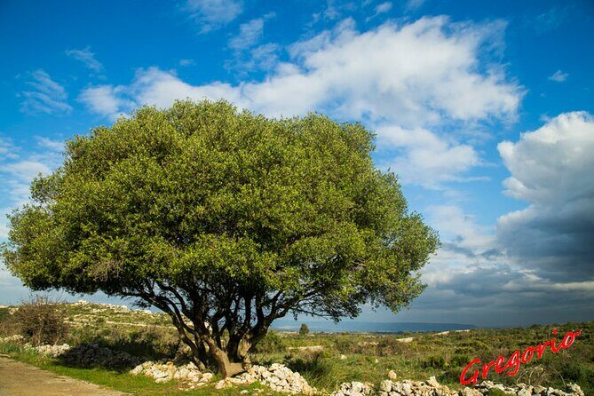 Guided Trekking to Cavagrande del Cassibile in Sicily - Who Should Book This Tour?