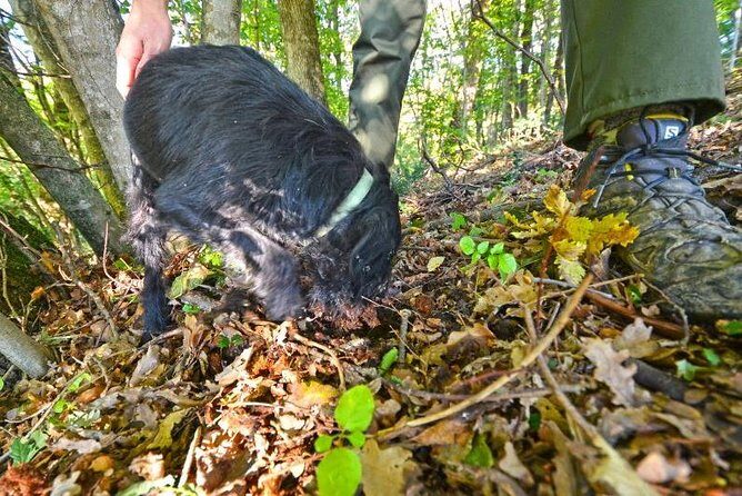 Guided Truffle Hunt Istria - Key Points