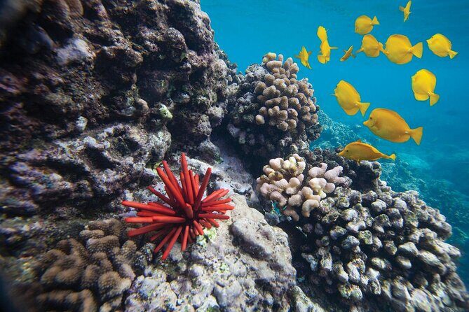 Guided Turtle Town Snorkeling Tour with Underwater Photos - What the Tour Includes