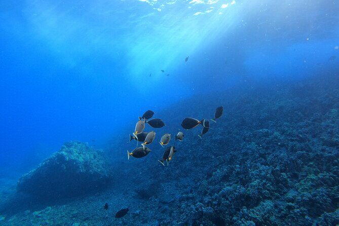Guided Turtle Town Snorkeling Tour with Underwater Photos - Potential Drawbacks to Consider