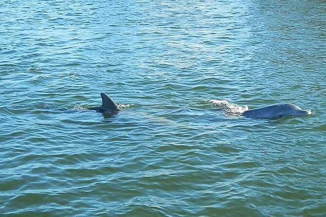 Guided Two Hour Boat Tour of the Indian River Lagoon - An In-Depth Look at the Tour Experience