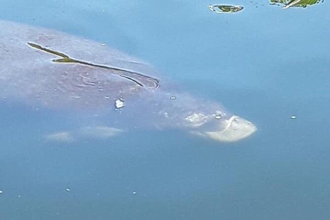 Guided Two Hour Boat Tour of the Indian River Lagoon - Why This Tour Is a Solid Choice