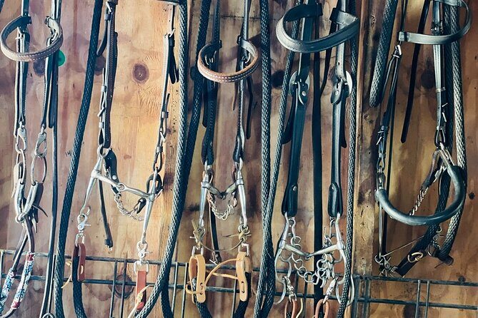 Guided Two Hour Horseback Trail Ride in Central Florida - Final Thoughts on Value and Experience