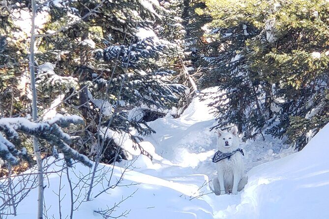 Guided Uinta Forest 3-Mile Hike w/fire + Lunch/charcuterie Stop - Final Thoughts