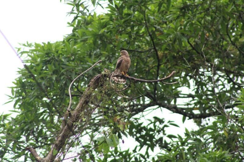 Guided visit in the Palenque jungle (Palenque National Park) - Who Should Consider This Tour?