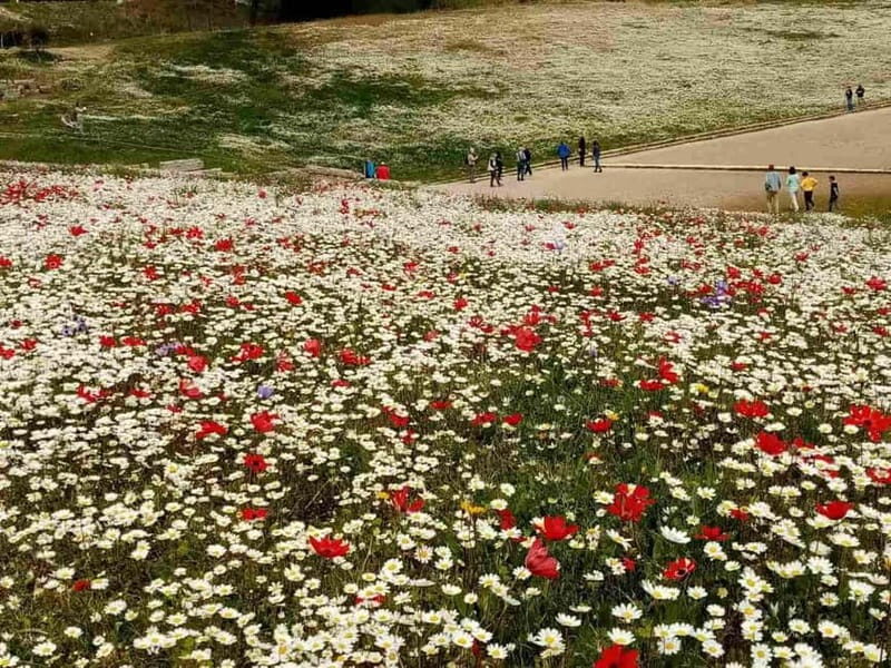 Guided visit to ancient Olympia with an Italian archaeologist tour guide - Exploring the Guided Visit to Ancient Olympia with an Italian Archaeologist