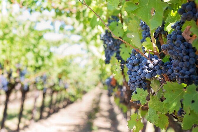 Guided Visit to the Vineyard with Wine Tasting - Key Points