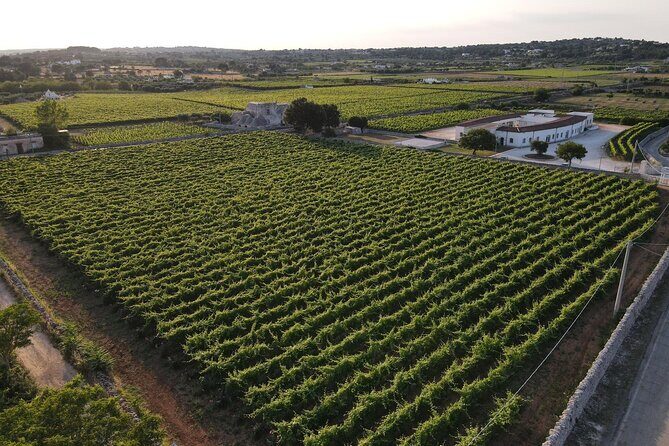 Guided Visit to the Vineyard with Wine Tasting - The Sum Up