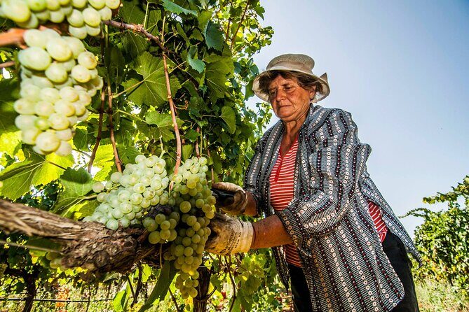 Guided Visit to the Vineyard with Wine Tasting - FAQ