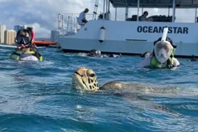 Guided Waikiki Turtle Snorkeling with Pick-up - An In-Depth Review of the Waikiki Turtle Snorkeling Tour