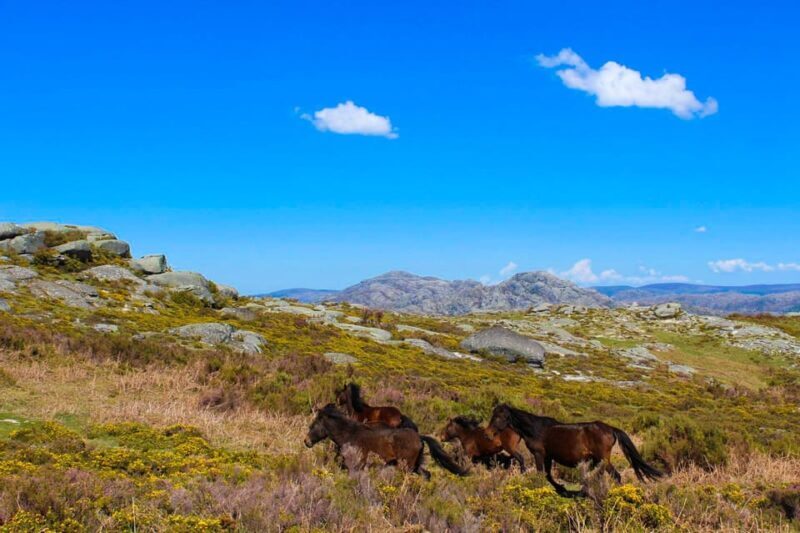 Guided Walk & Picnic Peneda Gerês National Park - Who Will Love This Tour?